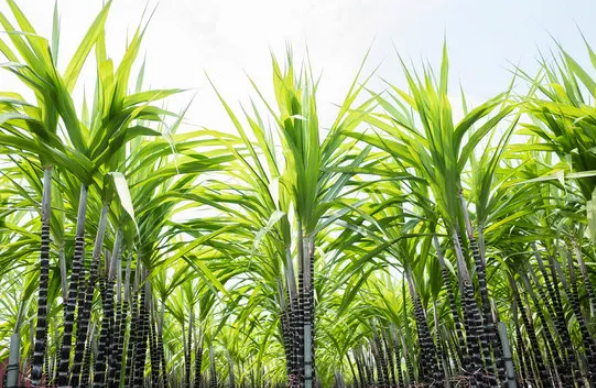 DIGISURE Technologies (P) LTD